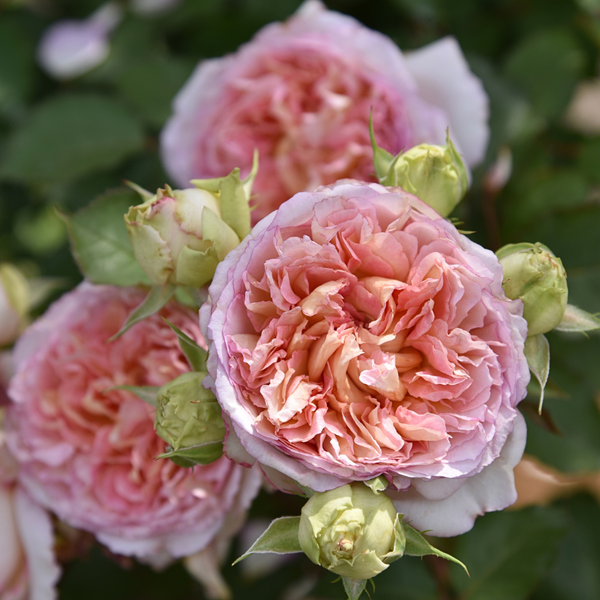 Hoa hồng Träumerei – Rosa Orientis – Kobeta Garden