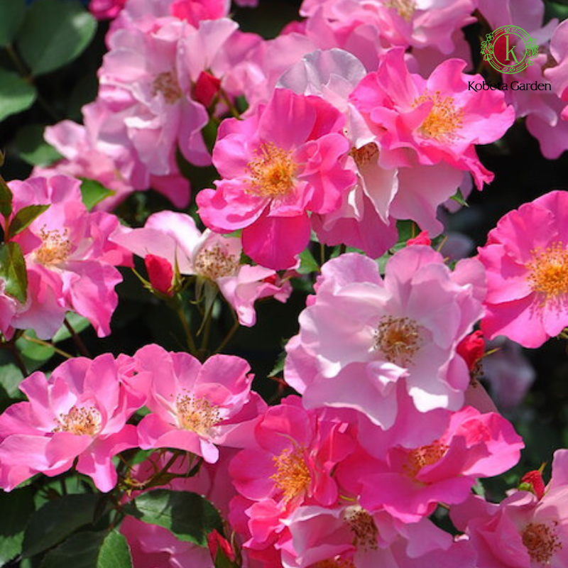 Hoa hồng Shangri-La – Rosa Orientis – Kobeta Garden