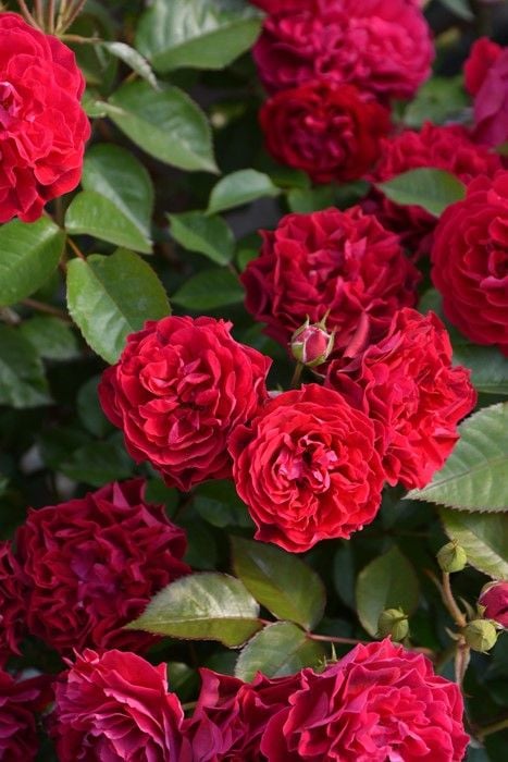 Hoa hồng Fire of Prometheus - Rosa Orientis – Kobeta Garden