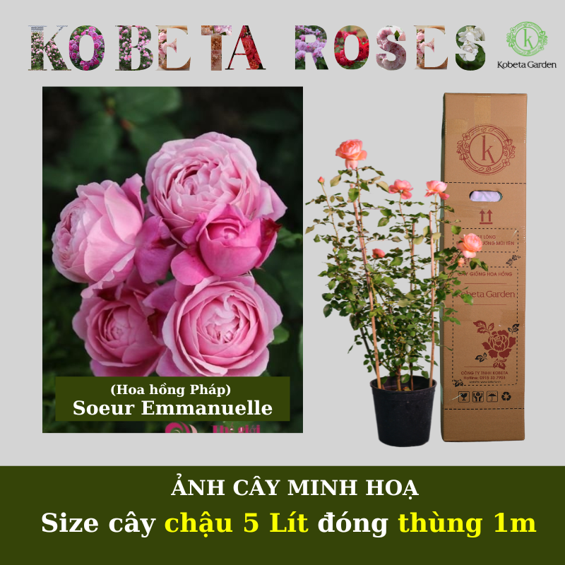 Hoa hồng Soeur Emmanuelle – Kobeta Garden