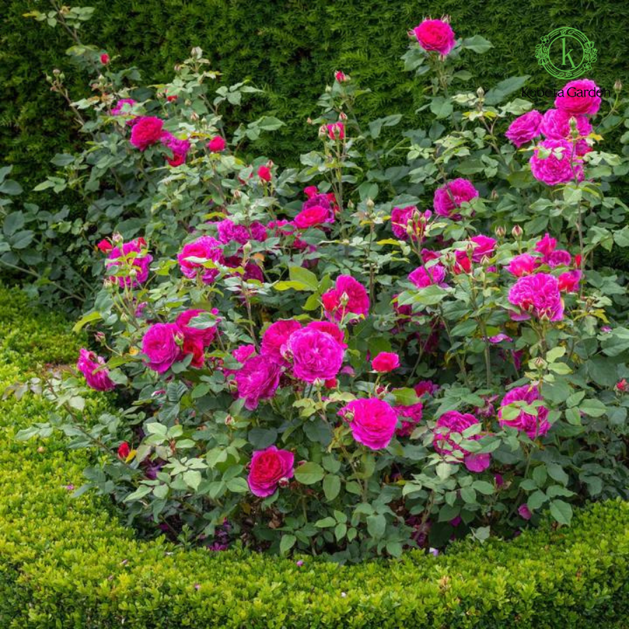 Hoa hồng Gabriel Oak – Kobeta Garden