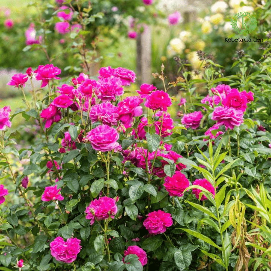 Hoa bồng James J.Austin – Kobeta Garden