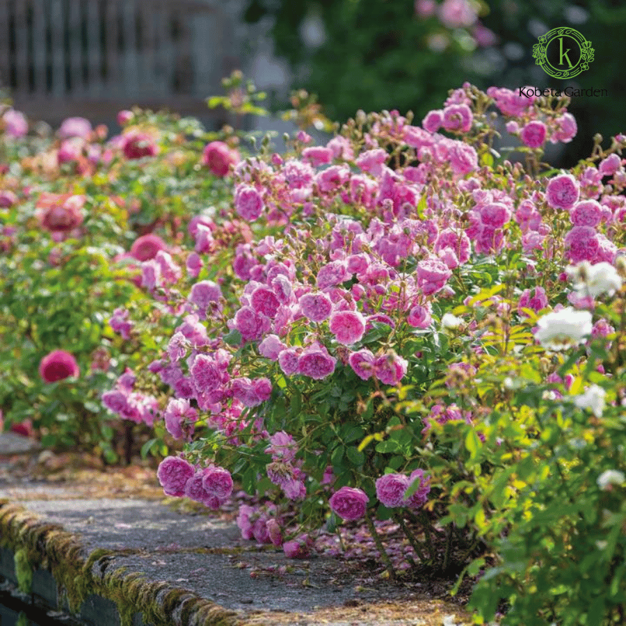 Hoa hồng Harlow Carr – Kobeta Garden