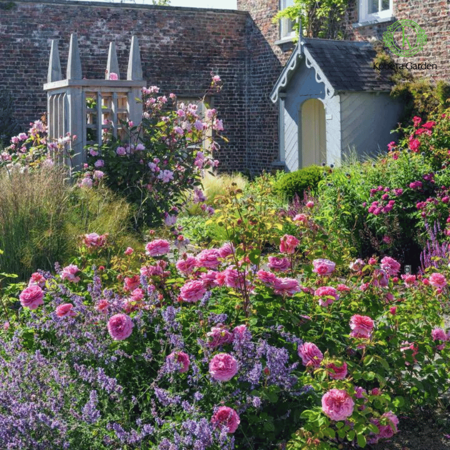 Hoa hồng Princess Alexandra Of Kent – Kobeta Garden