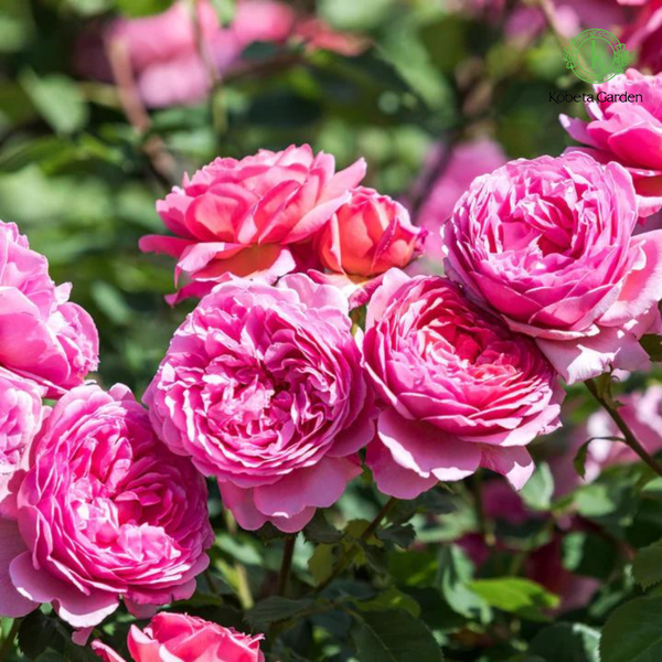 Hoa hồng Princess Alexandra Of Kent – Kobeta Garden