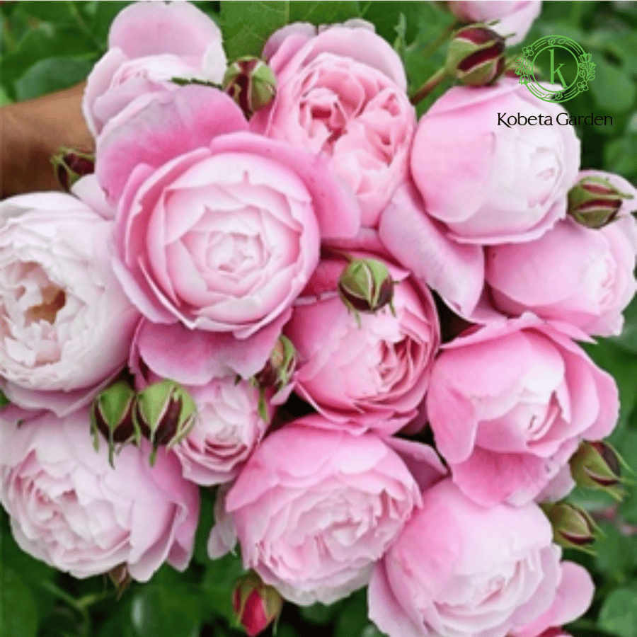 Hoa hồng Plume – Kobeta Garden