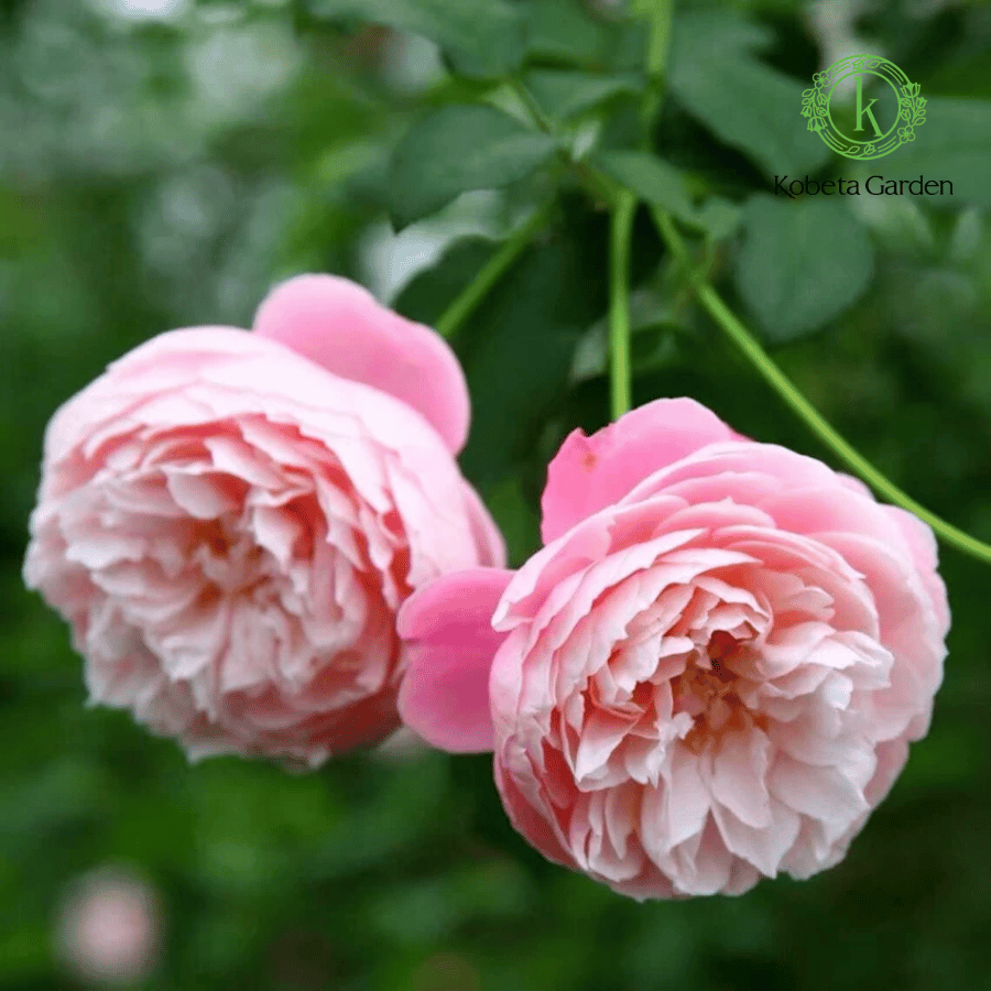 Hoa hồng Plume – Kobeta Garden