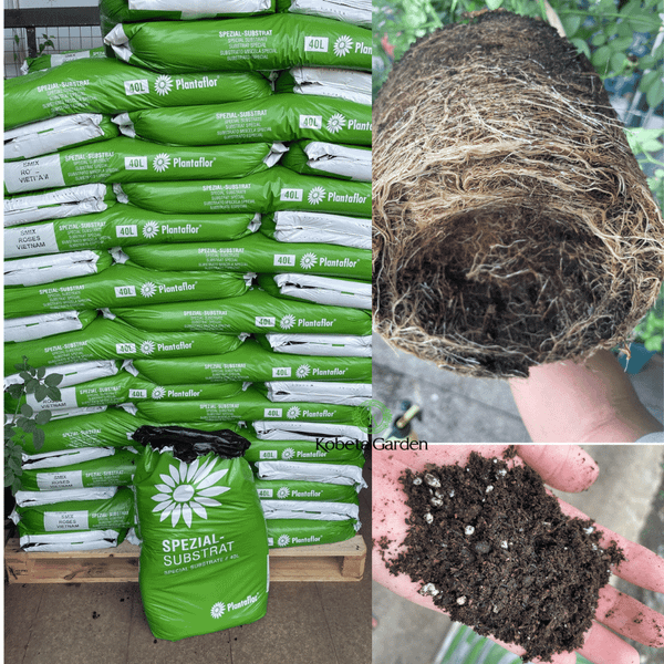 Giá thể trồng hoa hồng PLANTAFLOR 40 lít – Kobeta Garden