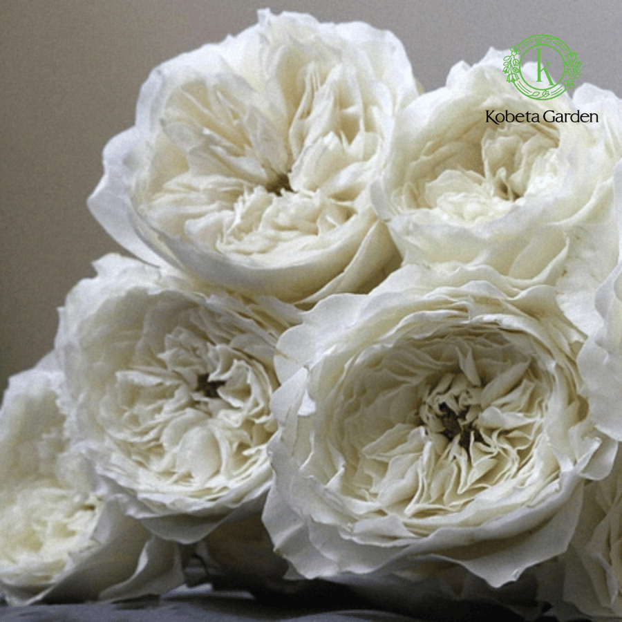 Hoa hồng White Cloud – Kobeta Garden