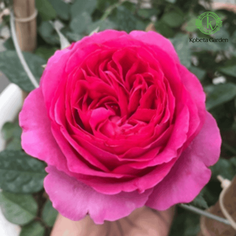 Hoa hồng Plume – Kobeta Garden