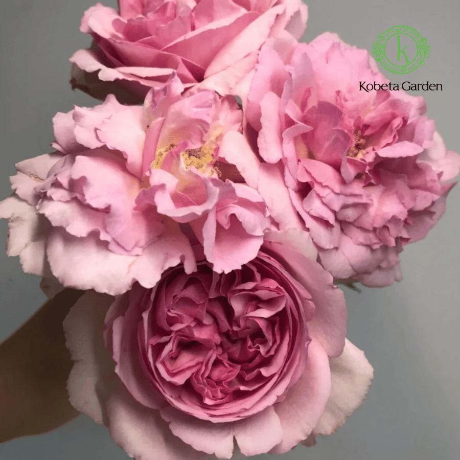 Hoa hồng Yves Sofia – Kobeta Garden