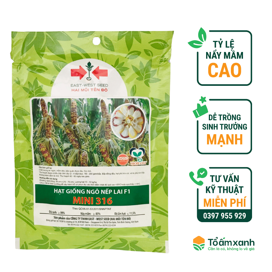 Hạt Giống Bắp Nếp Lai F1 MINI 316 - Hai Mũi Tên ĐỏHạt Giống Ngô Nếp Lai ...