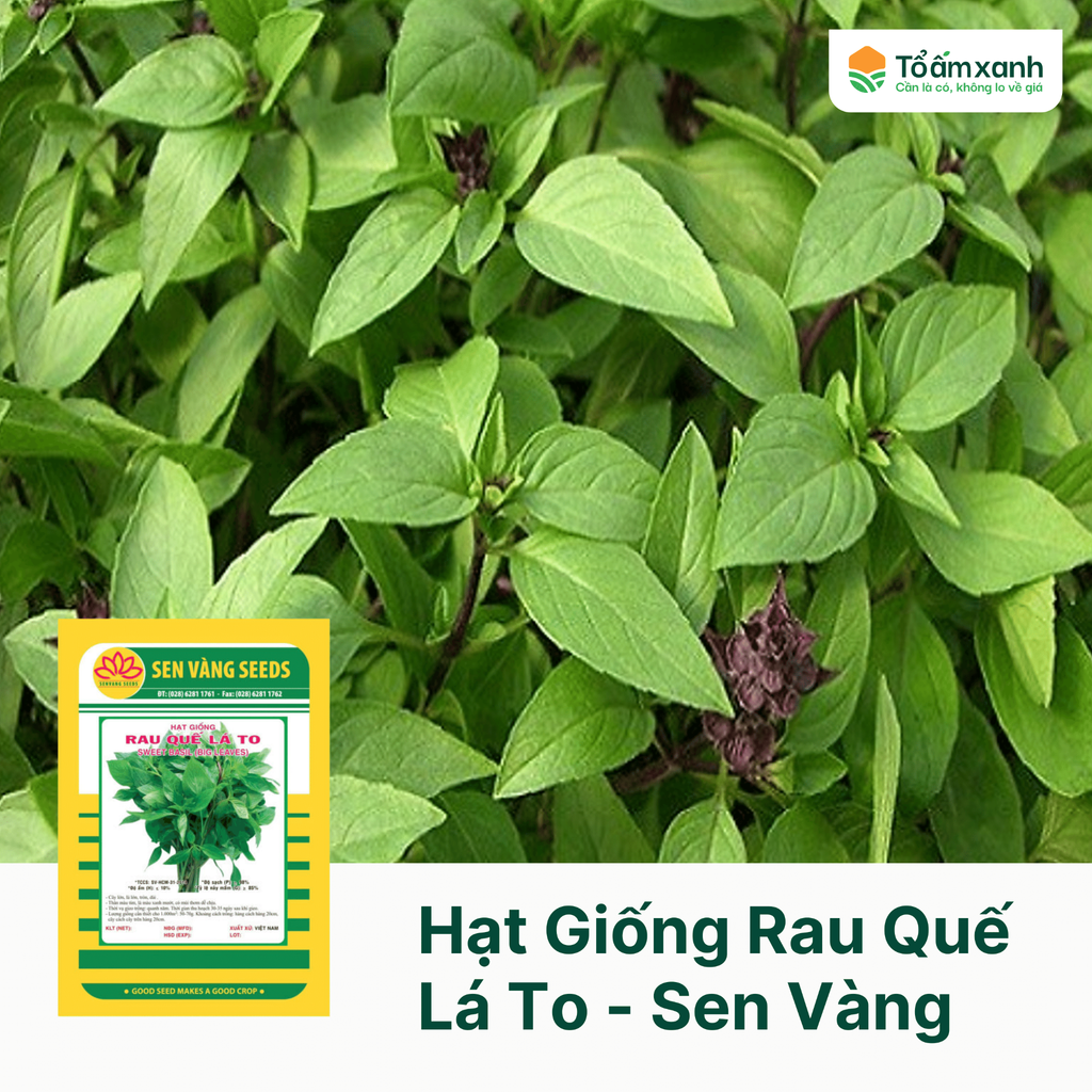 Hạt Giống Rau Quế - Sen Vàng 10 gramHạt Giống Rau Quế - Sen Vàng 10 ...