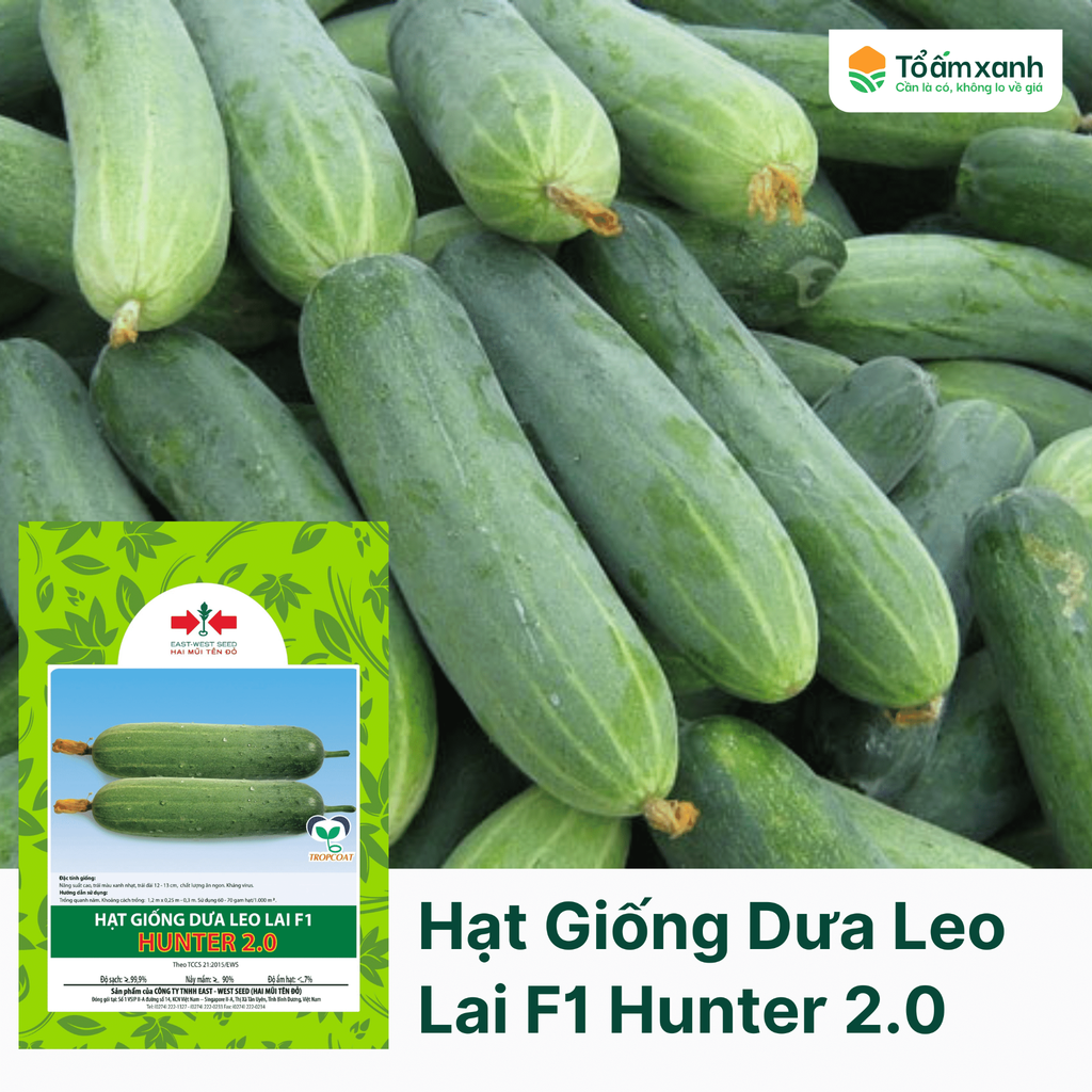 Hạt Giống Dưa Leo Lai F1 HUNTER 2.0Hạt Giống Dưa Leo Lai F1 Hunter 2.1 – Siêu Thị Nông Nghiệp Tổ ...