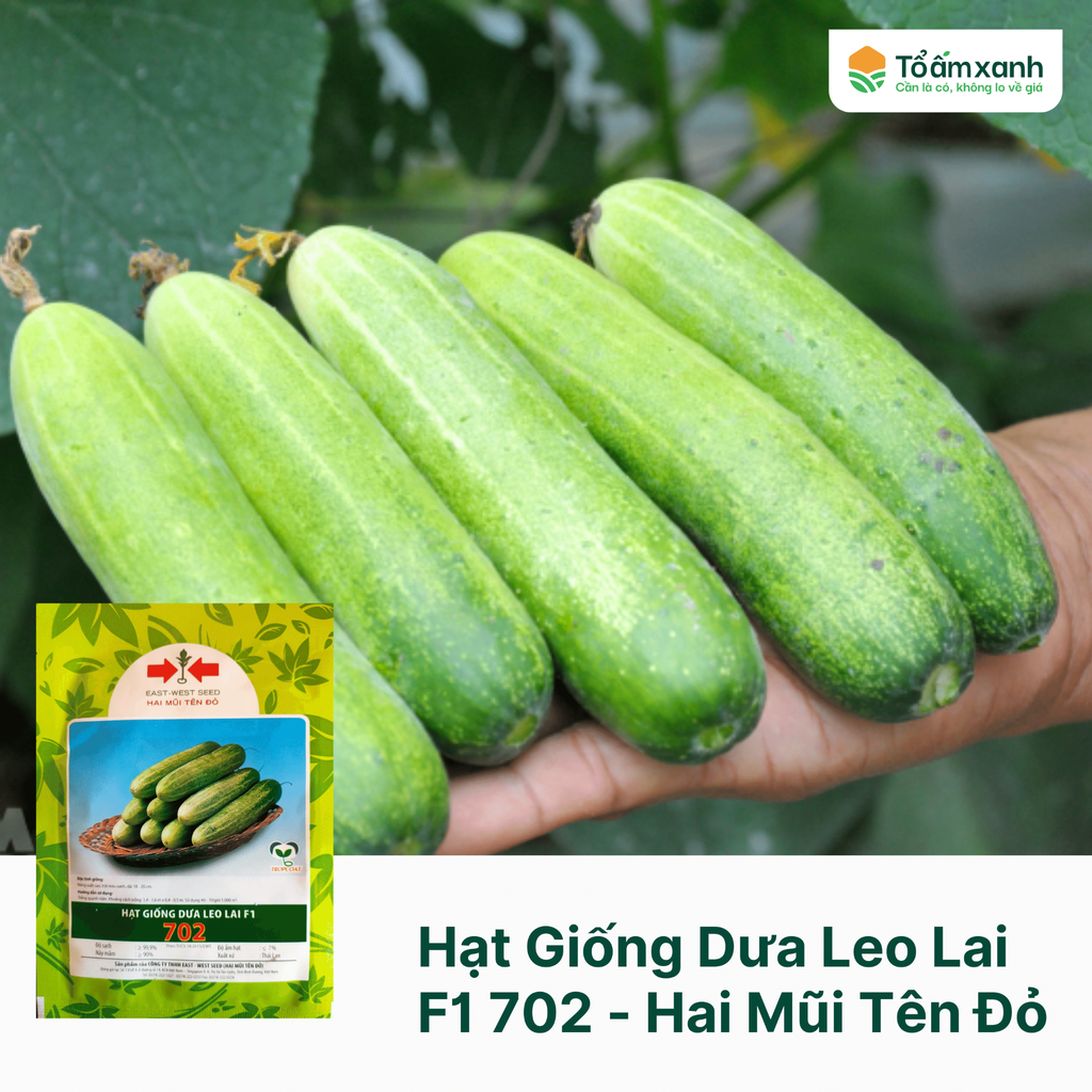 Hạt Giống Dưa Leo Lai F1 702 - Hai Mũi Tên ĐỏHạt Giống Dưa 702 – Siêu ...