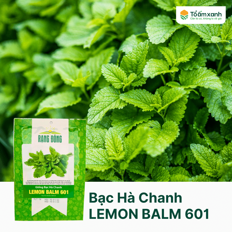 Hạt Giống Bạc Hà Chanh LEMON BALM 601 - Rạng Đông - 1 gramHạt Giống Bạc ...