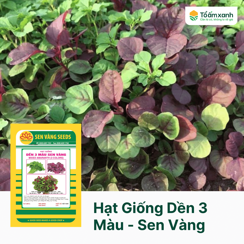 Hạt Giống Dền 3 Màu - Sen VàngHạt Giống Dền 3 Màu - Sen Vàng – Siêu Thị ...