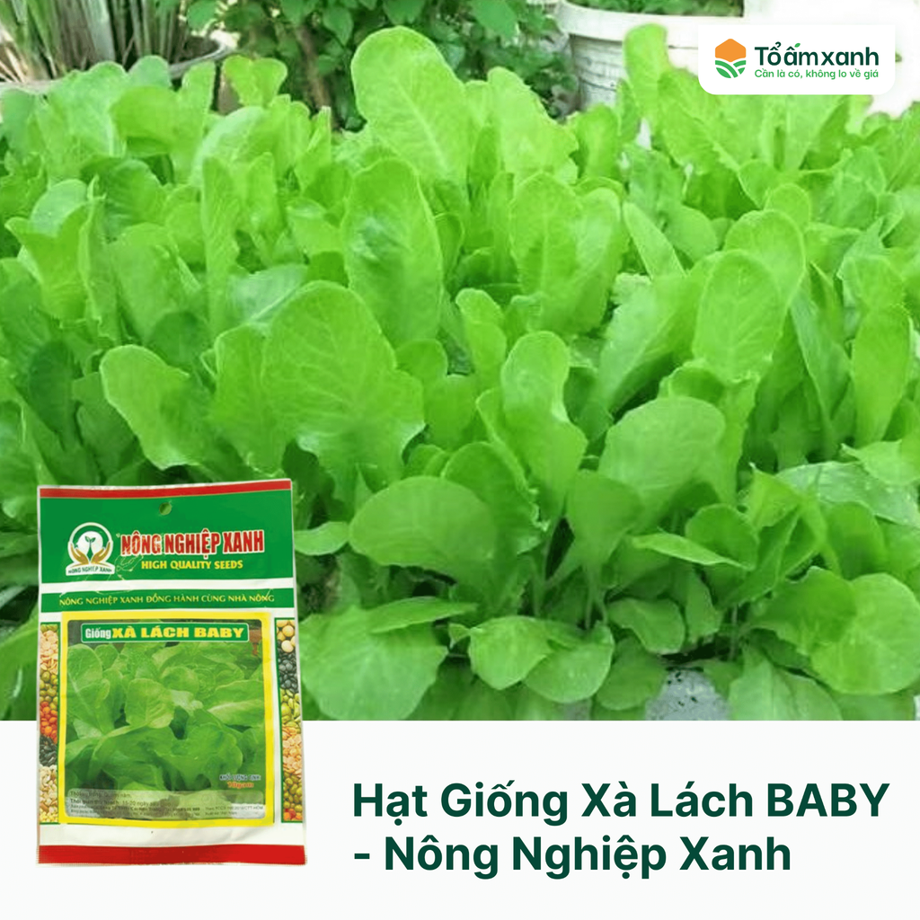 Hạt Giống Xà Lách BABY - Nông Nghiệp Xanh 10 GramHạt Giống Xà Lách BABY ...