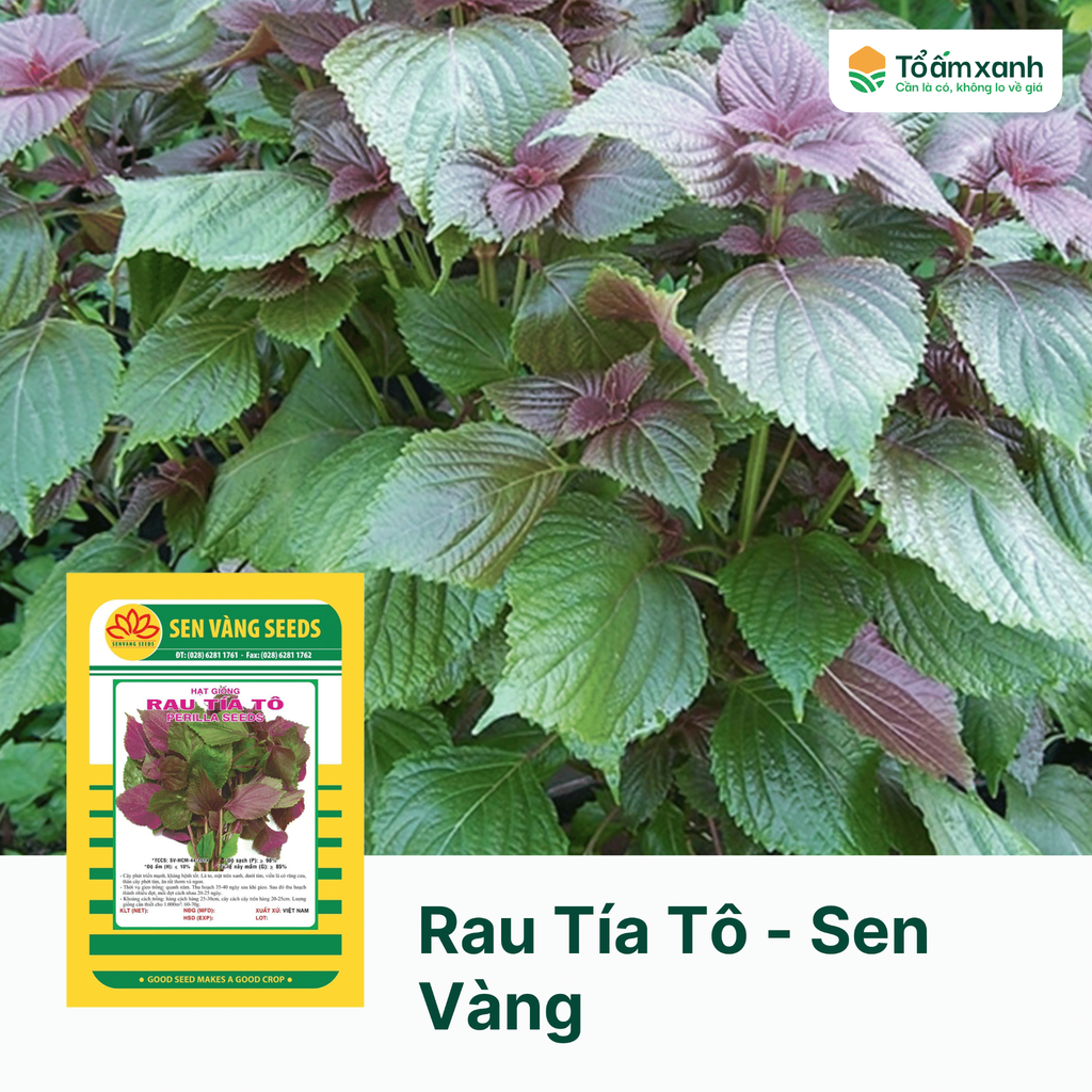 Rau Tía Tô - Sen VàngRau Tía Tô - Sen Vàng – Siêu Thị Nông Nghiệp Tổ Ấm ...