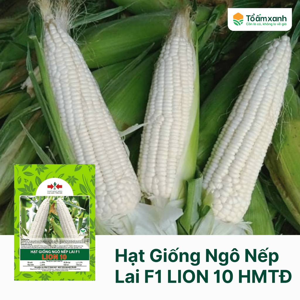 Hạt Giống Ngô Nếp Lai F1 LION 10 - Hai Mũi Tên ĐỏHạt Giống Ngô Nếp Lai F1 Lion 10 - Hai Mũi Tên ...
