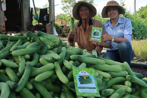 Hạt Giống Dưa Leo Lai F1 HUNTER 116 - Hai Mũi Tên ĐỏHạt Giống Dưa Leo Lai F1 Hunter 116 - Hai ...