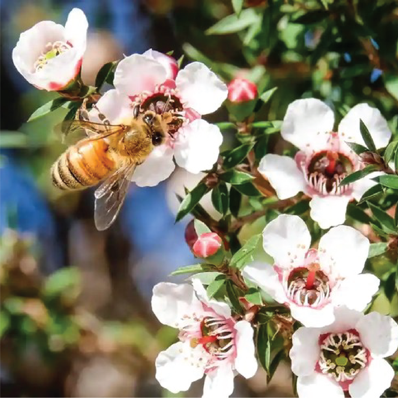 Mật ong Manuka Eco MGO 550 + Kháng viêm, tăng đề kháng, cải thiện hệ ...