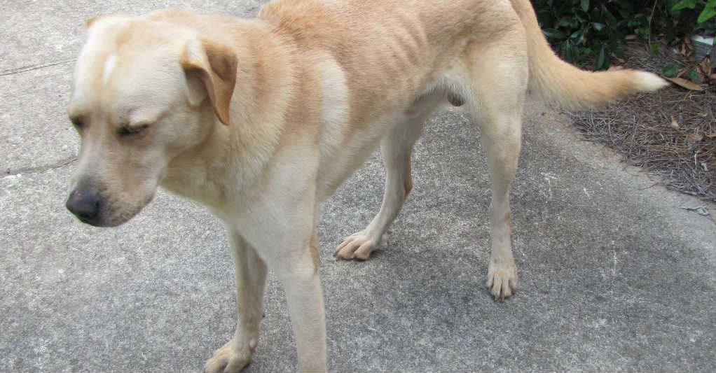 Bệnh Lepto: Tìm Hiểu Về Bệnh Lepto Ở Chó Mèo – PetHealth