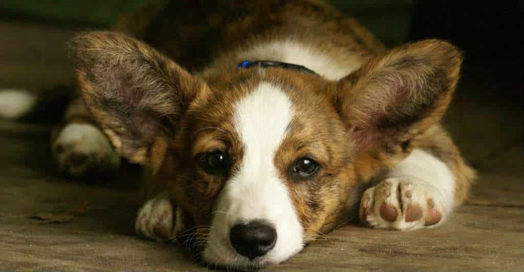 Bệnh Lepto: Cách Phòng Bệnh Và Phương Pháp Điều Trị – PetHealth