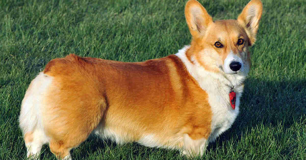 Chó Corgi: Những Điều Thú Vị Nhất Về Chúng – PetHealth