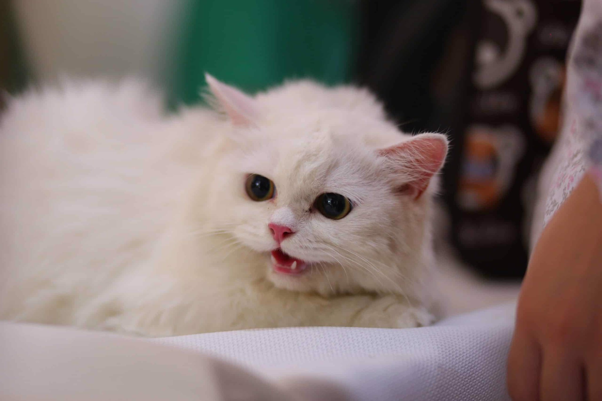 Bệnh Suy Giảm Miễn Dịch Trên Mèo (Fiv) – Cách Nhận Biết Của Pethealth