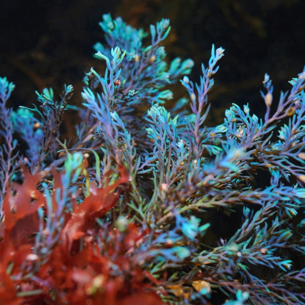 Cybright - Chiết xuất Tảo Cầu Vồng - Hoạt chất sáng da đa cơ chế & Chố – AVBLAB