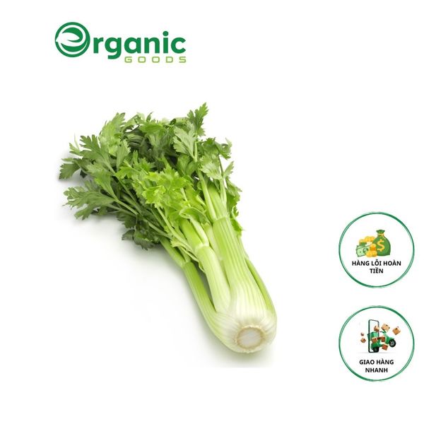 CẦN TÂY LỚN ORGANIC (CELERY ORG) – ORGANIC GOODS