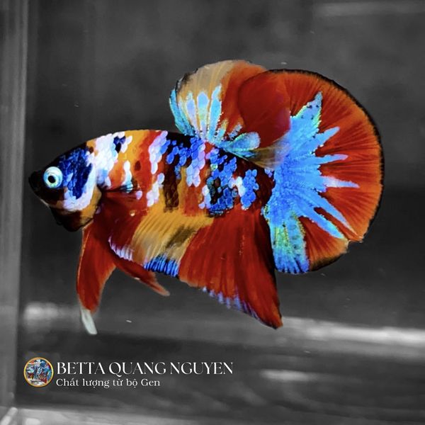 Nemo Black Base Đầu Đen Nền Vàng Form Đuôi Móc Vip – Betta Quang Nguyen