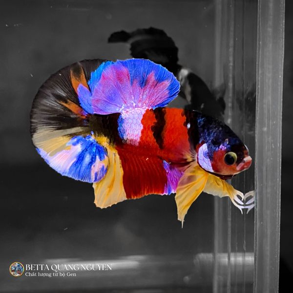 Nemo Black Base Đầu Đen Nền Vàng Form Đuôi Móc Vip – Betta Quang Nguyen
