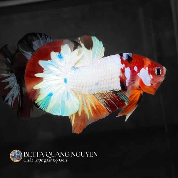 Nemo Black Base Đầu Đen Nền Vàng Form Đuôi Móc Vip – Betta Quang Nguyen