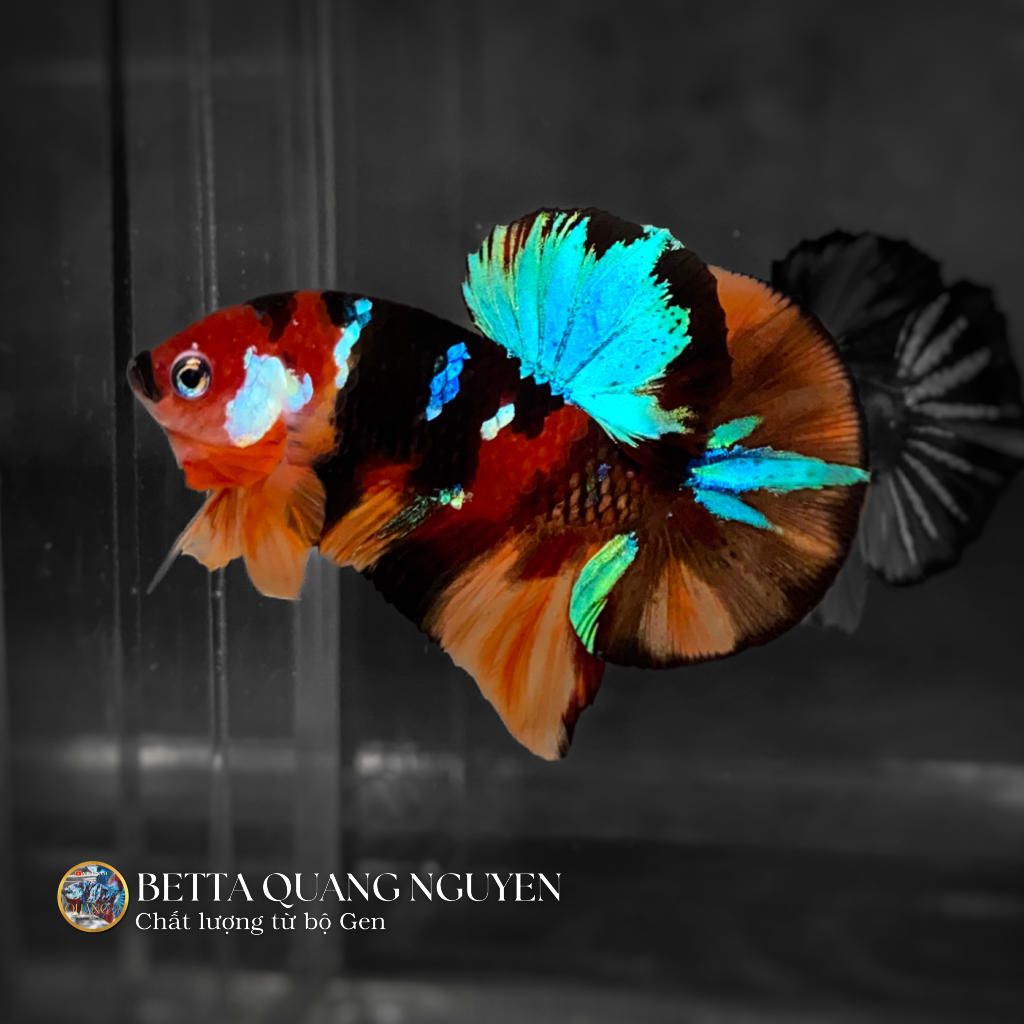 Nemo Black Base Đầu Đen Nền Vàng Form Đuôi Móc Vip – Betta Quang Nguyễn