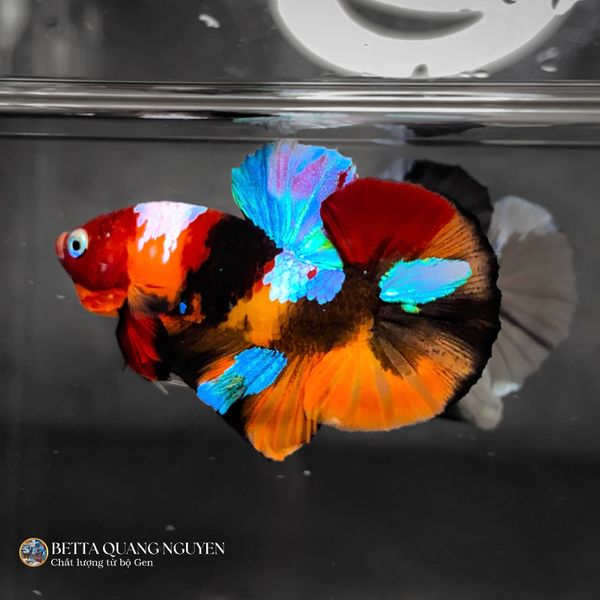 Nemo Black Base Đầu Đen Nền Vàng Form Đuôi Móc Vip – Betta Quang Nguyen
