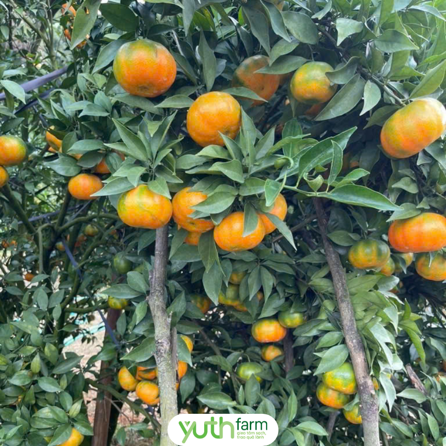 Cam canh – Yuth Farm & Foods