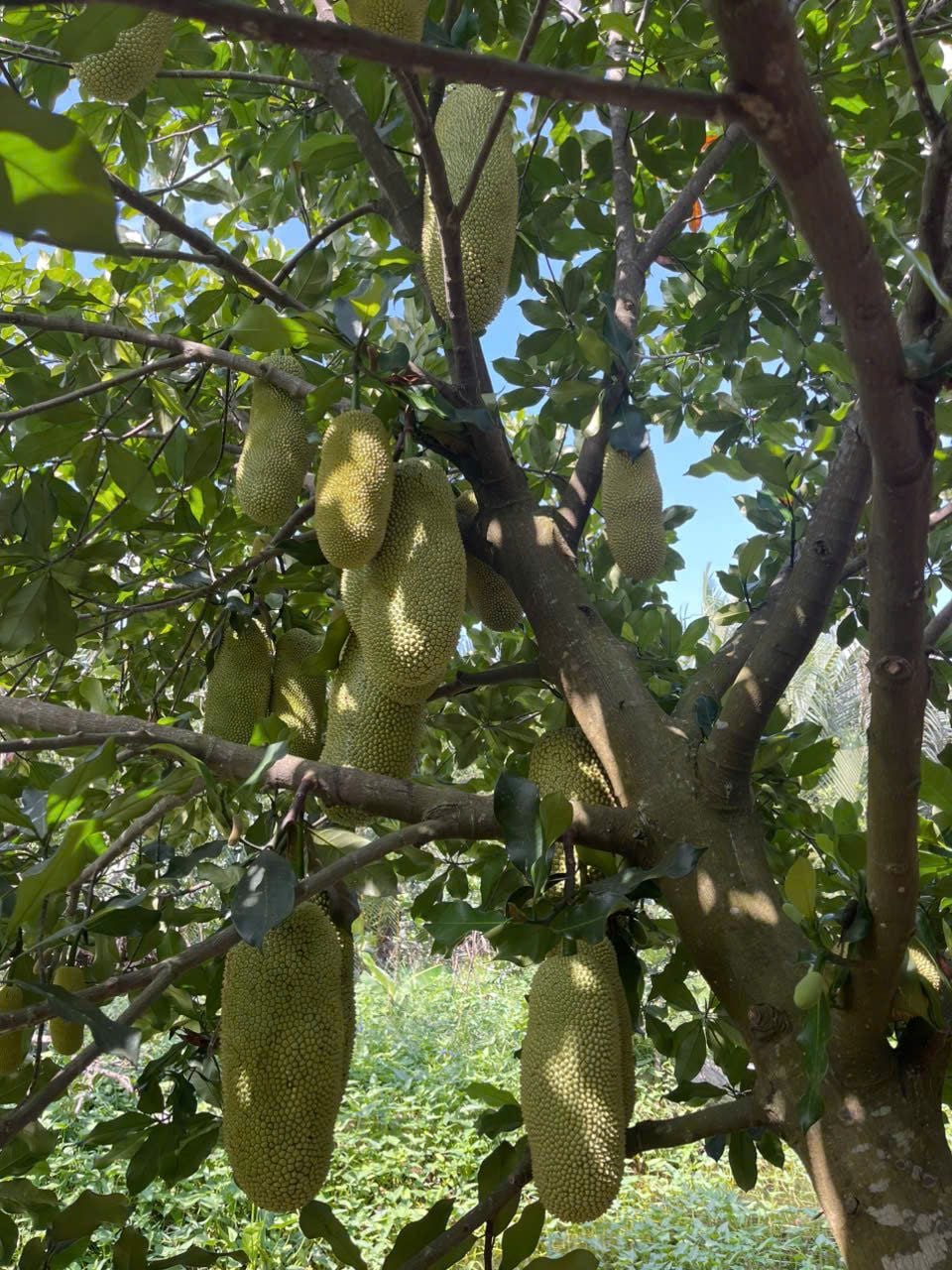 MÍT MƠ – Yuth Farm & Foods