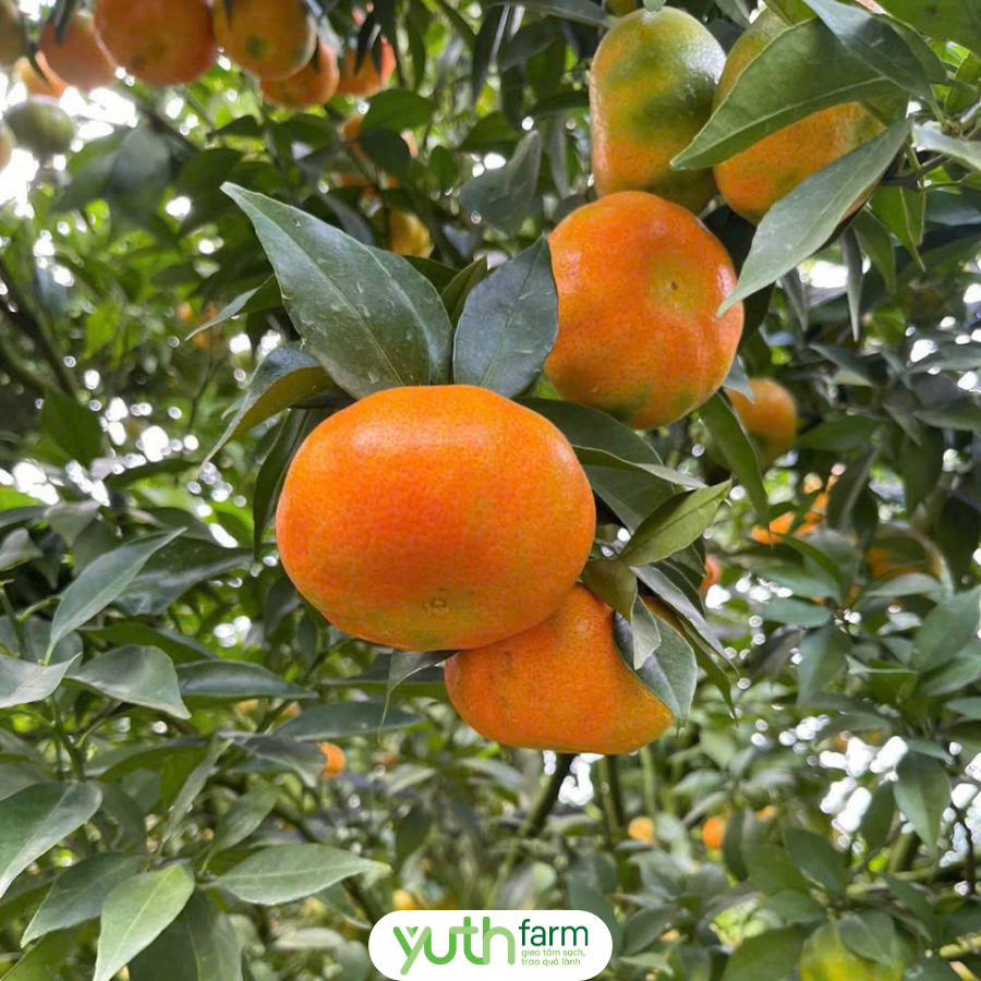 Cam canh – Yuth Farm & Foods