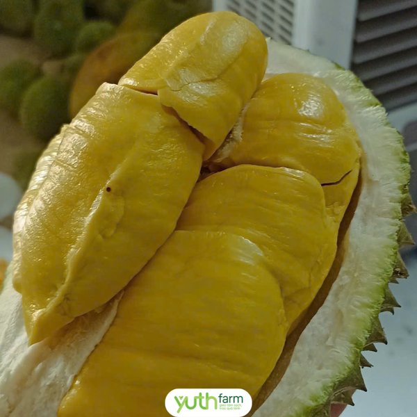 Sầu Riêng Musang King – Yuth Farm & Foods