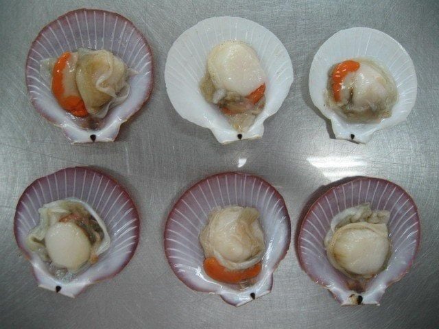 Scallop Meat