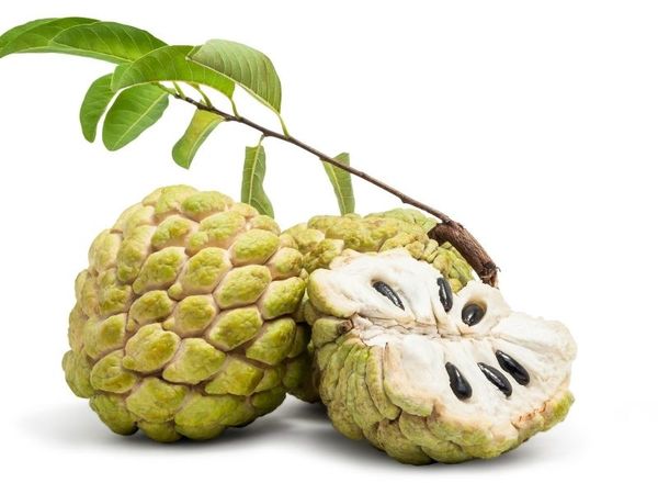Mãng cầu Na – CÔNG TY TNHH XUẤT NHẬP KHẨU PAPA FARM