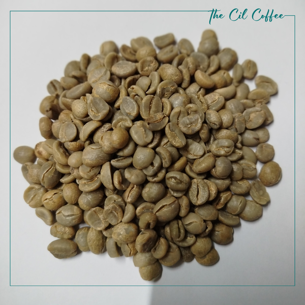 Cà phê nhân xanh - Typica specialty - chế biến wash – The Cil Coffee