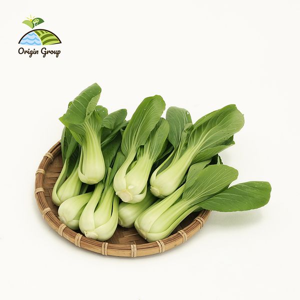 Cải thìa – Origingroup