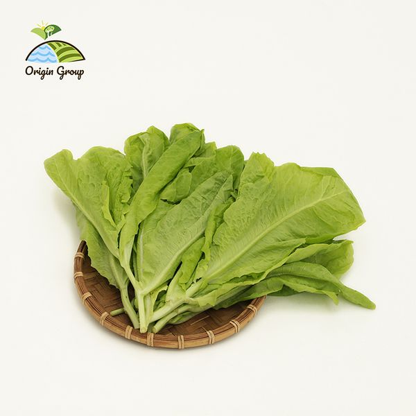 Xà lách mỡ – Origingroup