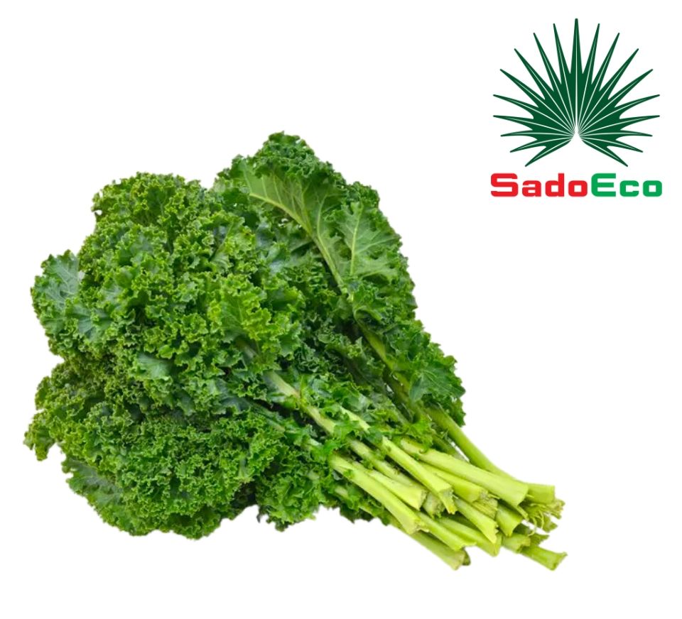 Cải Kale Sado – sadoeco