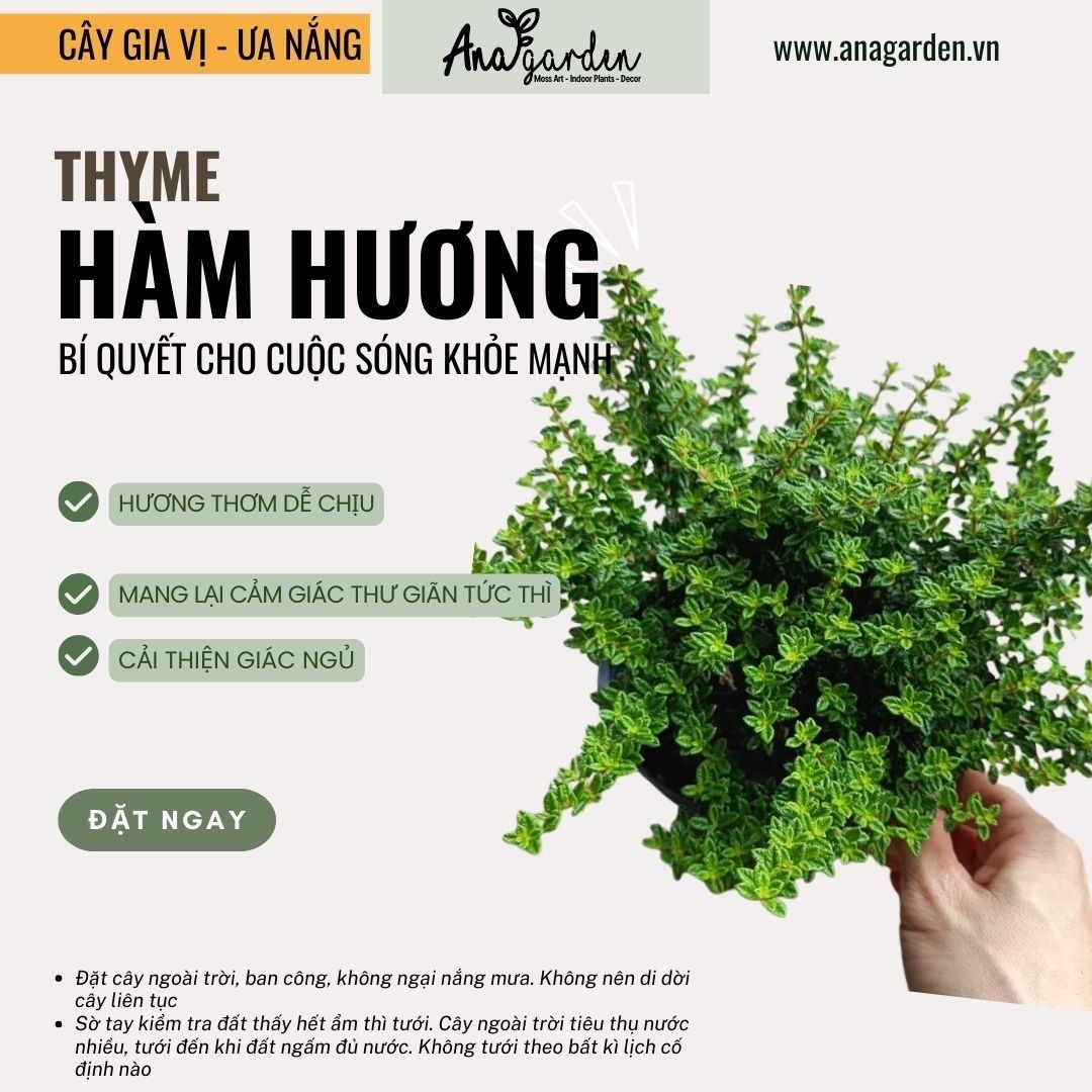 Hàm hương (Moujean Tea,Bahamas Berry, Pineapple Verbena) – Anagarden