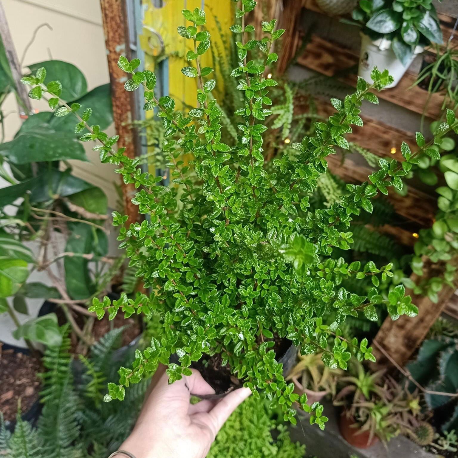 Hàm hương (Moujean Tea,Bahamas Berry, Pineapple Verbena) – Anagarden