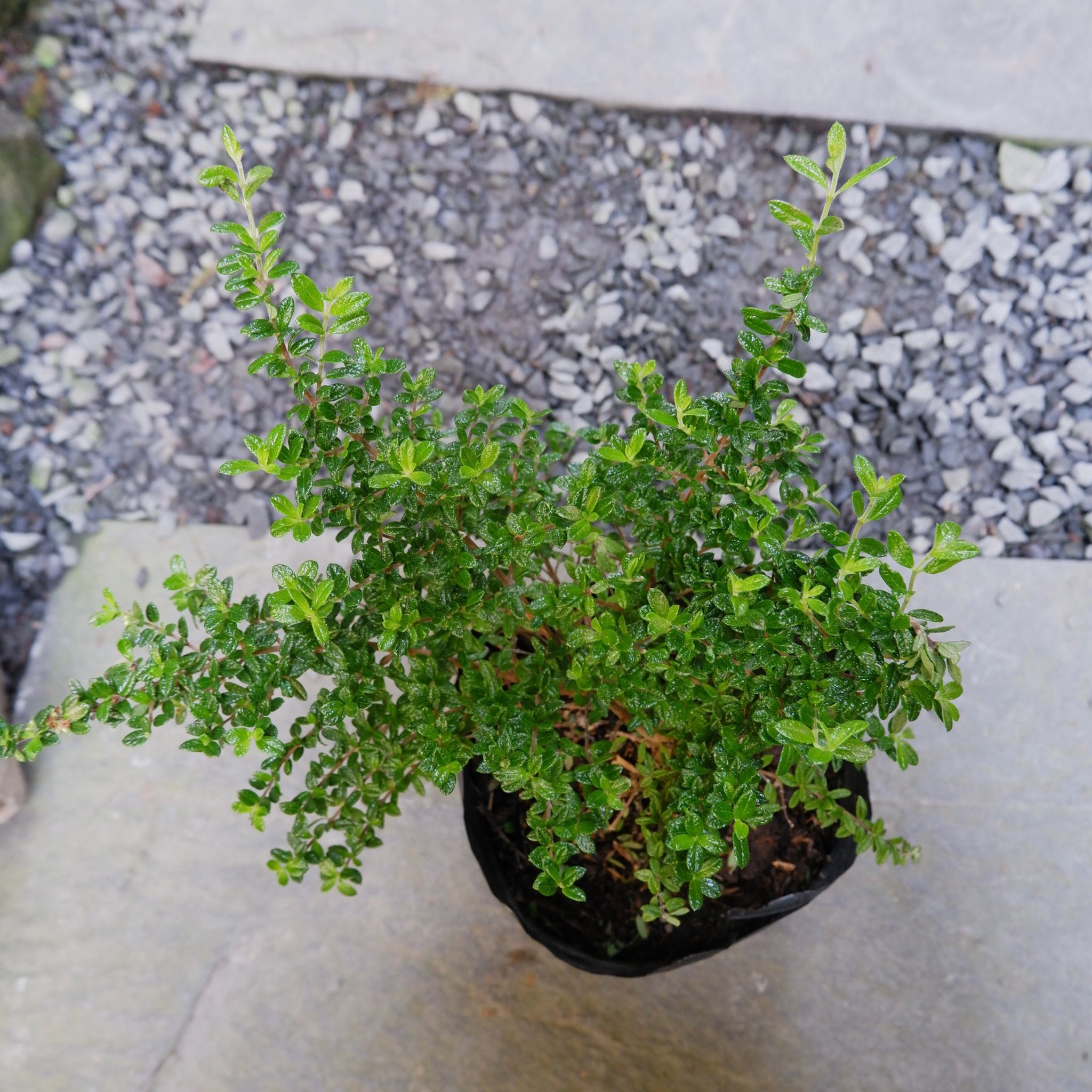 Hàm hương (Moujean Tea,Bahamas Berry, Pineapple Verbena) – Anagarden